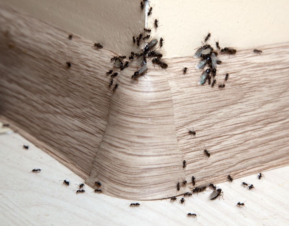 7 Reasons Why Your Home or Business Needs Routine Pest Control - Killum ...