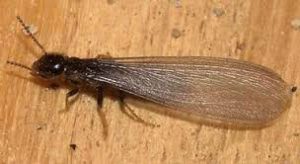 Termites - Killum Pest Control